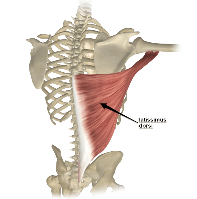 Lat Length and Overhead Movement – Ascend Performance Therapy